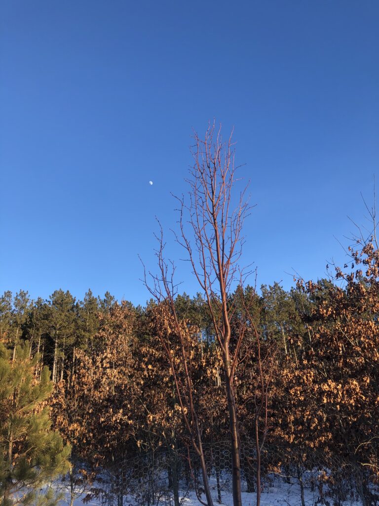 Trees | Christopher Quentin Memorial